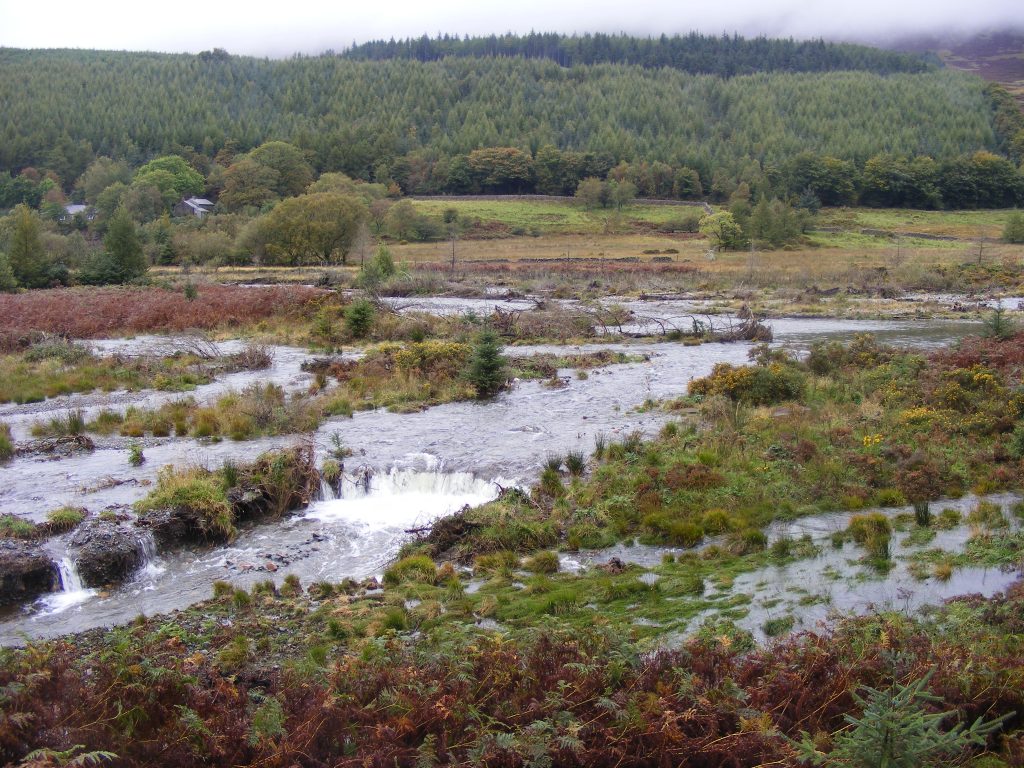 ECOS 38 (1): Rewilding - A Process or a Paradigm? - ECOS - Challenging ...