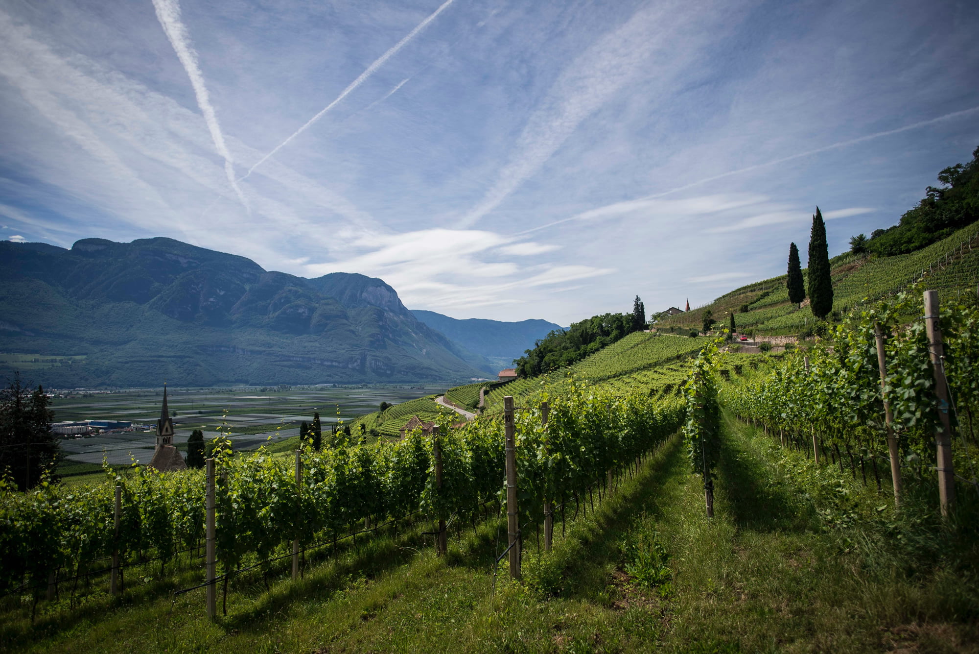 ECOS 40(1): Editorial: A future vintage? - ECOS - Challenging Conservation