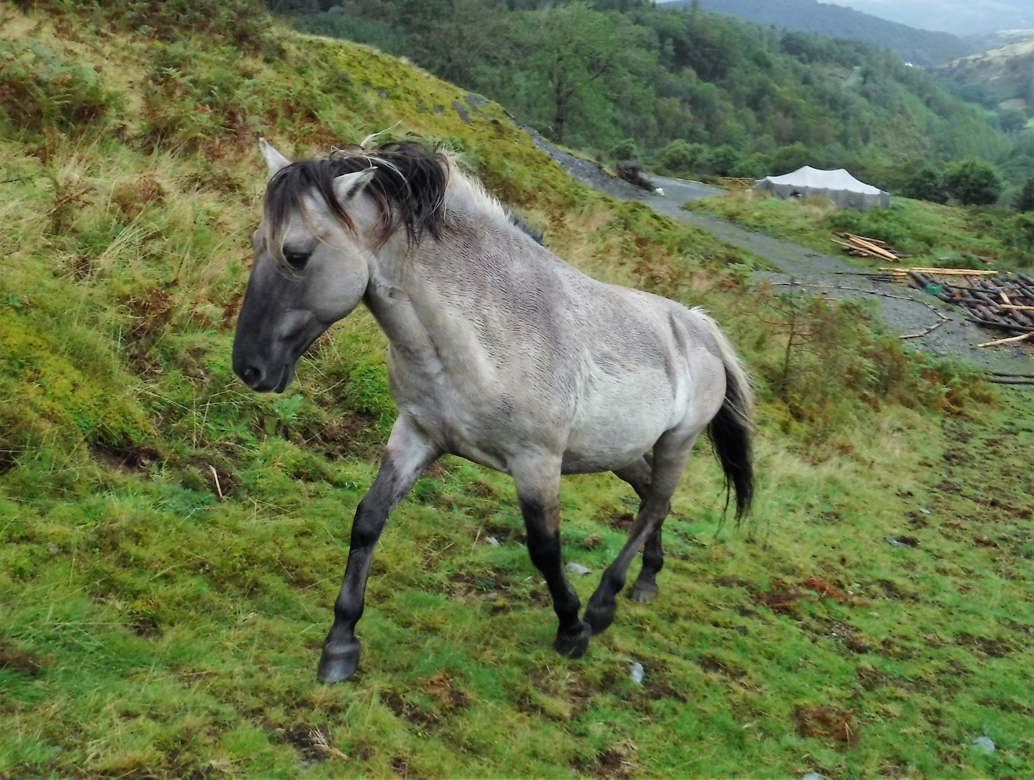 Horses for Nature: Equids and extensive grazing in Britain - ECOS ...